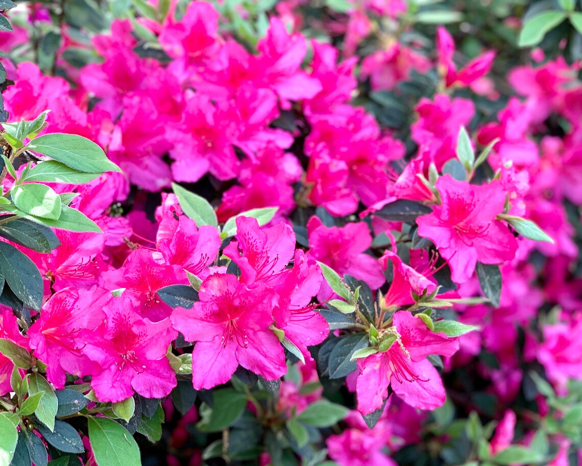 Autumn Royalty, Encore Azalea, Azalea, Azalea Plant, Rhododendron Plant ...