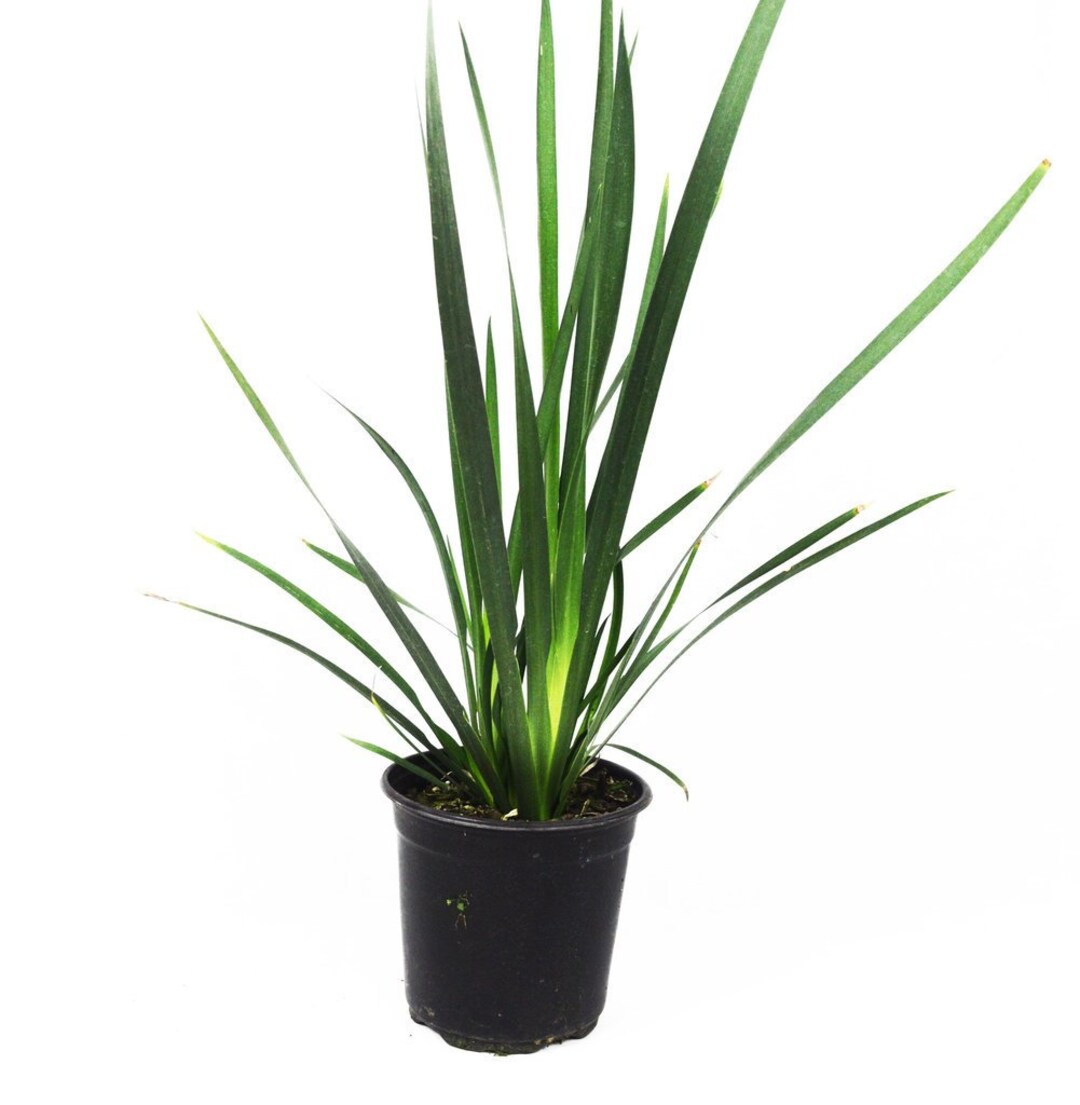 Butterfly Iris, Dietes Grandiflora - Etsy