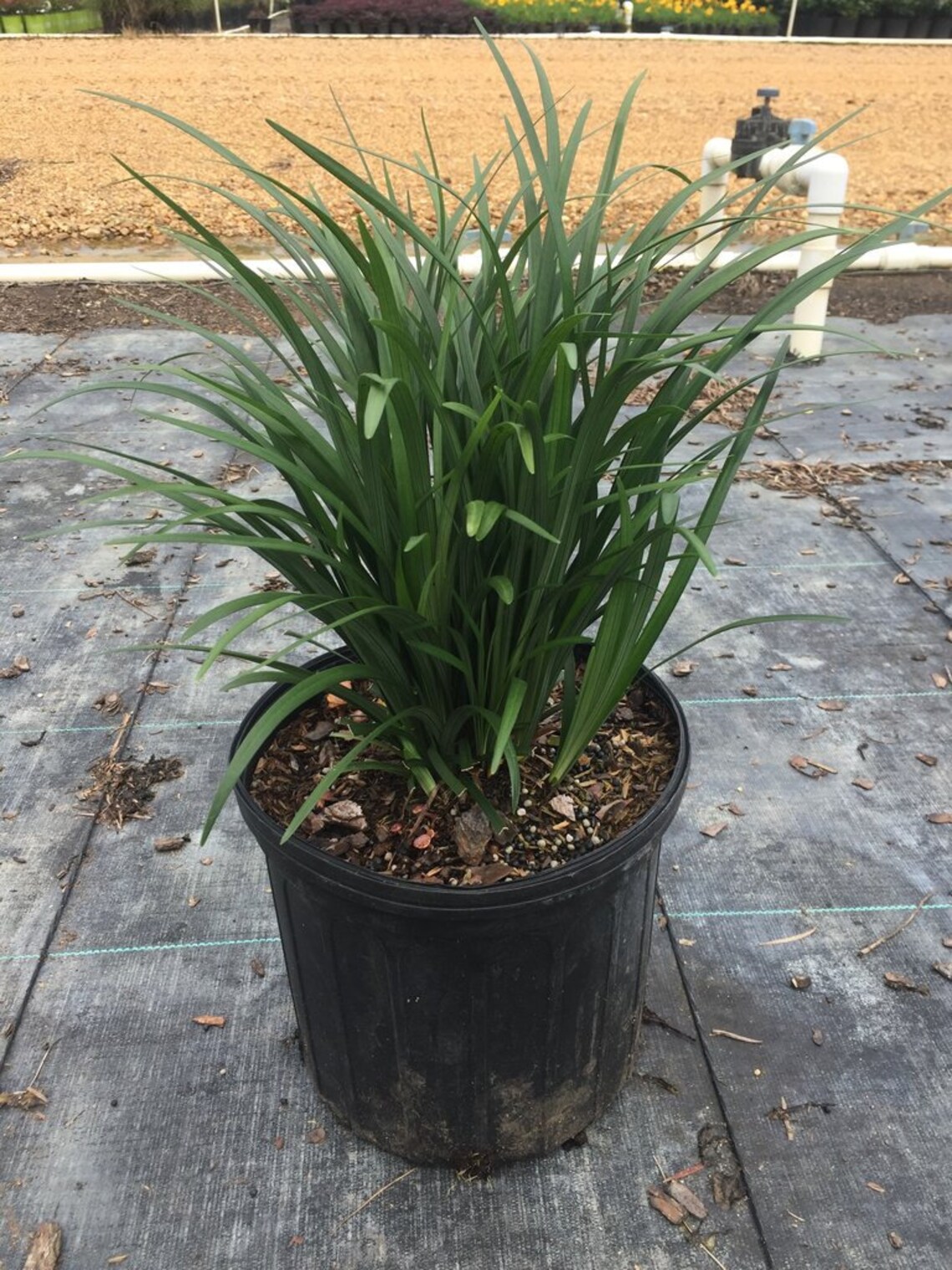 Super Blue Liriope, Liriope Super Blue, Ornamental Grass, Evergreen ...