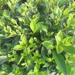 Pink Formosa Azalea, Azalea Plant, Pink Azalea, Azalea Flower, Live ...