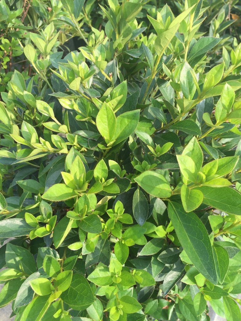 Pink Formosa Azalea Azalea Plant Pink Azalea Azalea Flower - Etsy