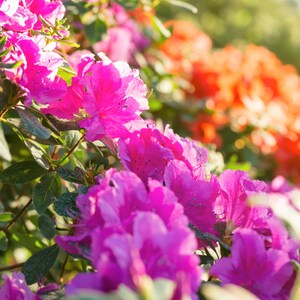 Lavender Formosa Azalea, Azalea Plant, Azalea Bush, Purple Azalea ...