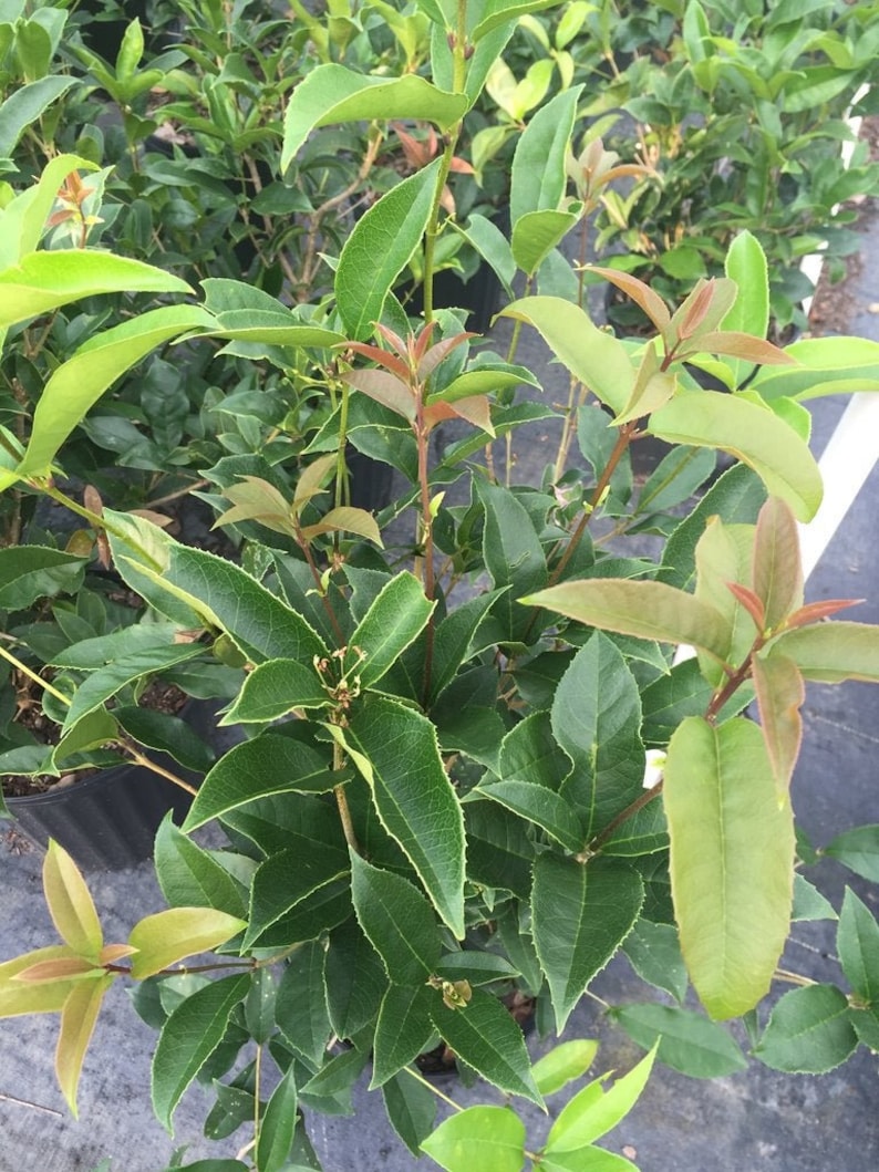 Sweet Olive Plant Osmanthus Frgrans Osmanthus Plant | Etsy