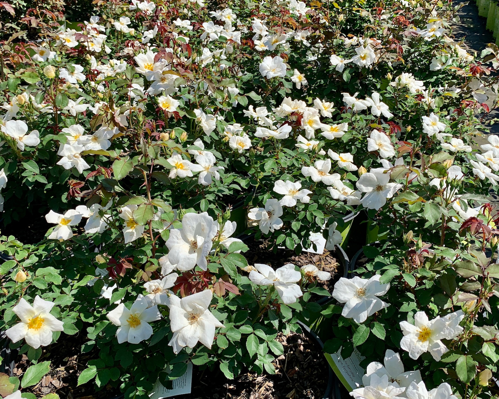 White Knockout Rose Knockout Roses Rose Bush Rose Bushes - Etsy