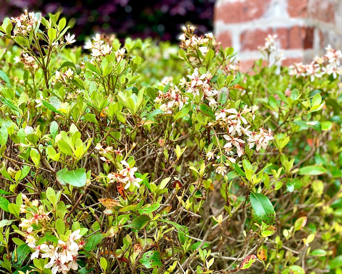 Clara Indian Hawthorn, Rhaphiolepis Indica, India Hawthorn Shrub ...