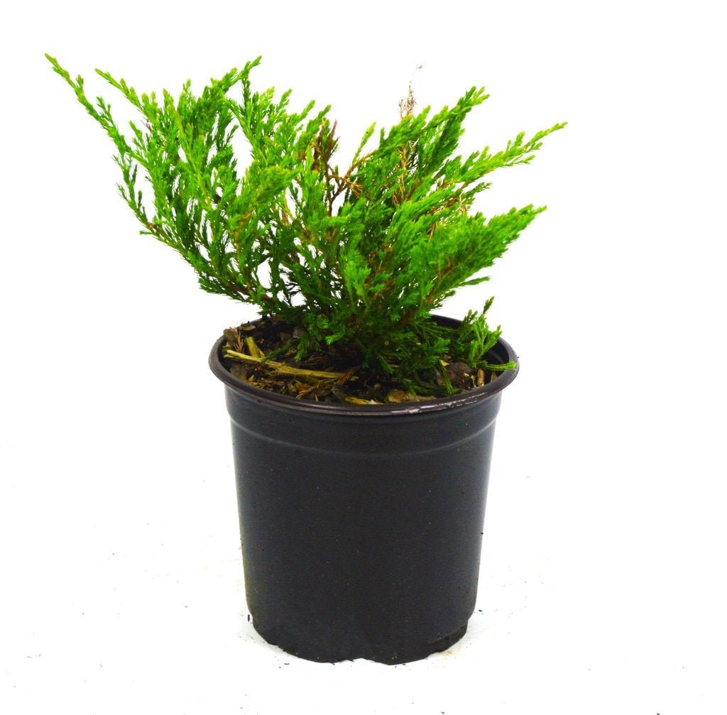 Andorra Juniper Plumosa Fern Plant Juniperus Horizontalis - Etsy