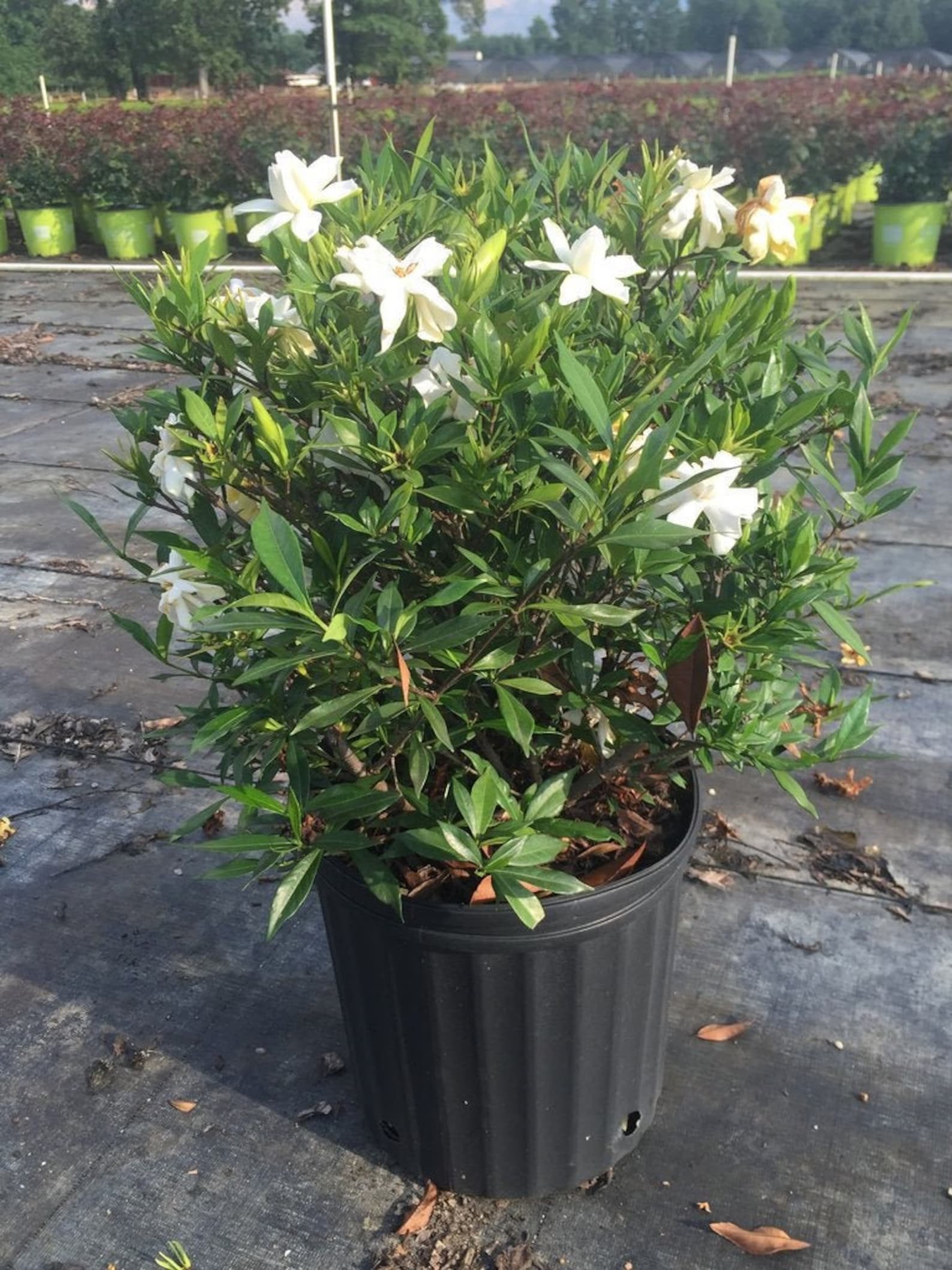 Frost Proof Gardenia, Frost-proof Gardenia, Frostproof Gardenia - Etsy