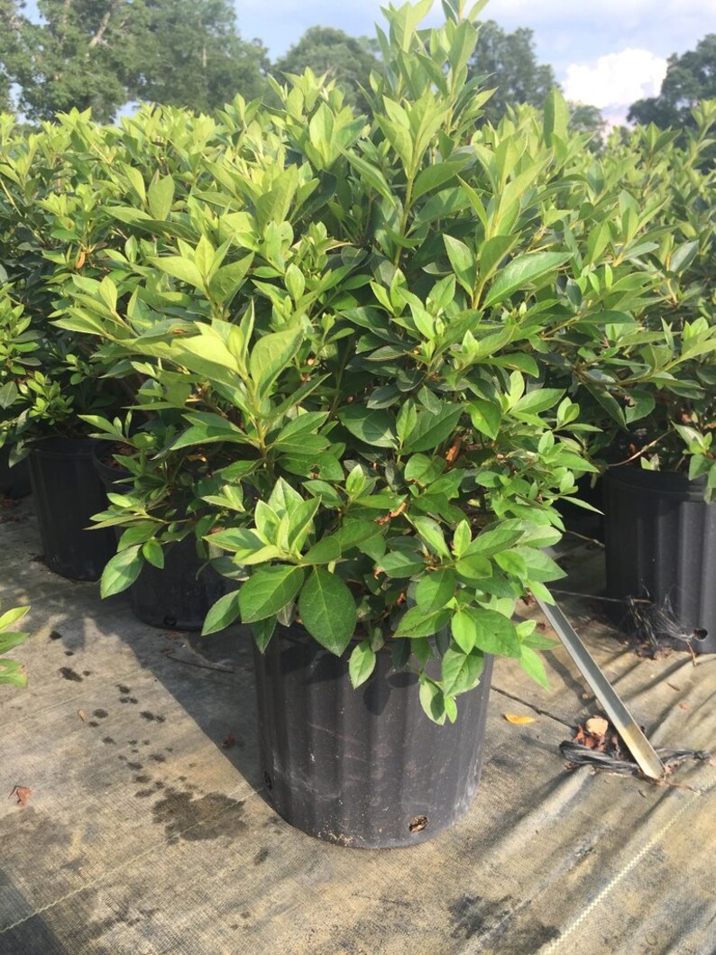 Lavender Formosa Azalea Azalea Plant Azalea Bush Purple - Etsy