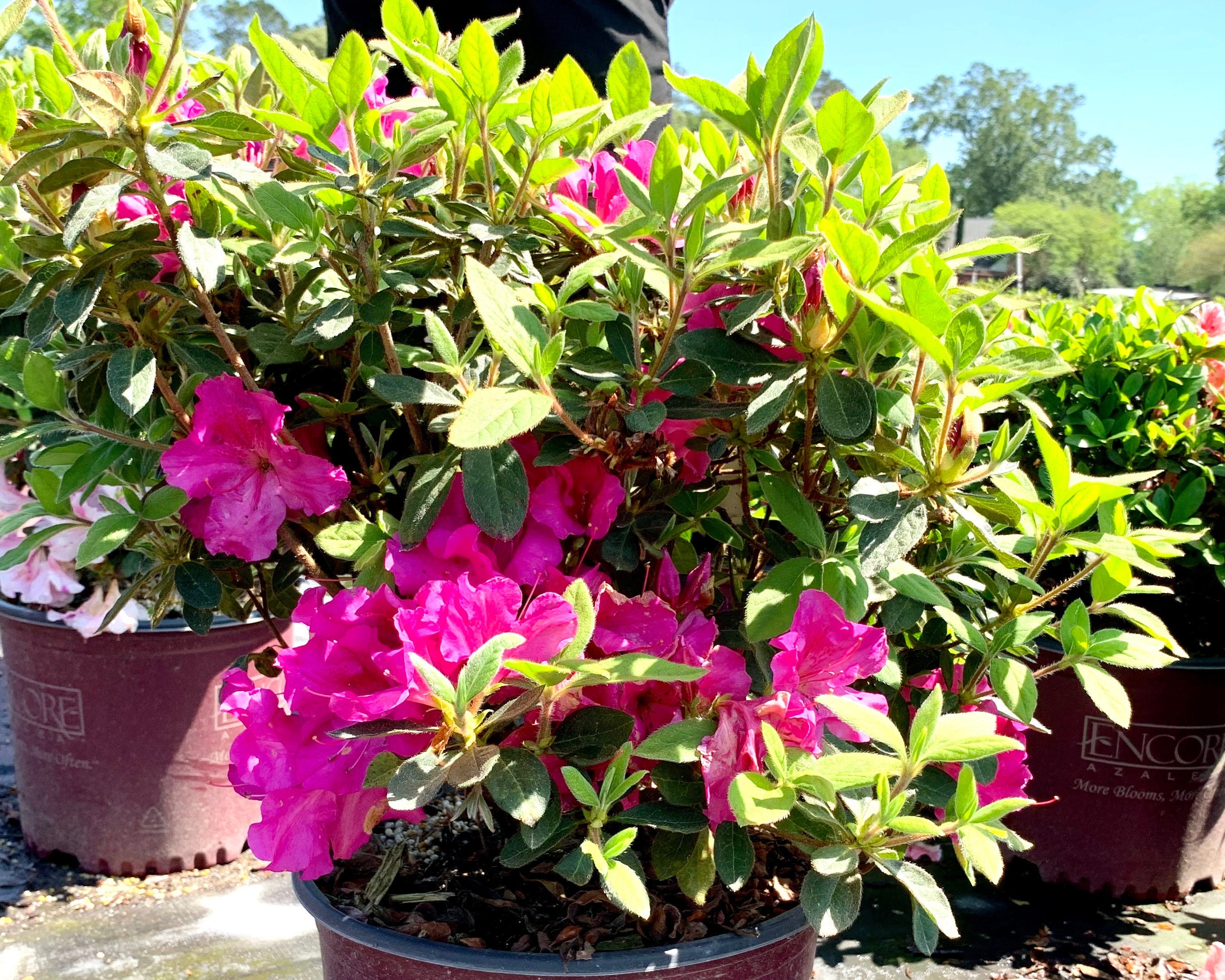 Autumn Royalty Encore Azalea Azalea Azalea Plant | Etsy Autumn Royalty Encore Azalea Azalea Azalea Plant | Etsy