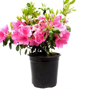 Pink Ruffle, Pink Azalea, Azalea, Azalea Plant, Pink Flowers, Live ...