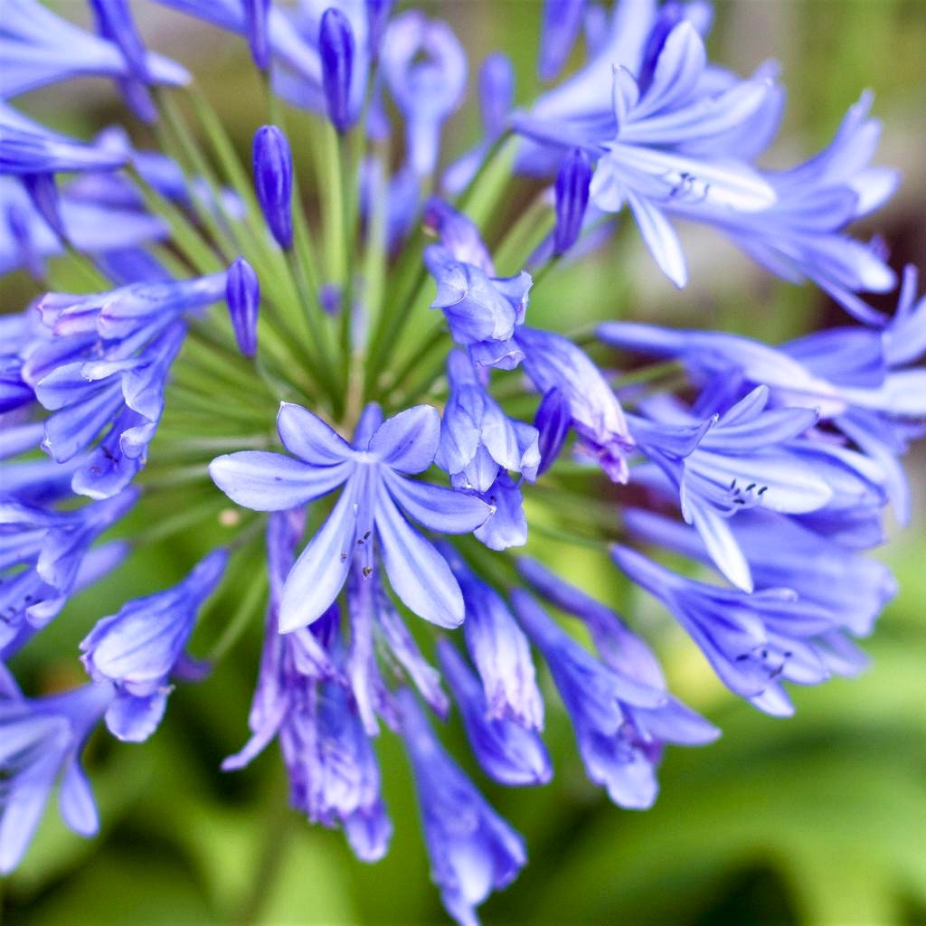 Agapanthus Blue, Agapanthus Africanus, Agapanthus Lily of the Nile, Low ...