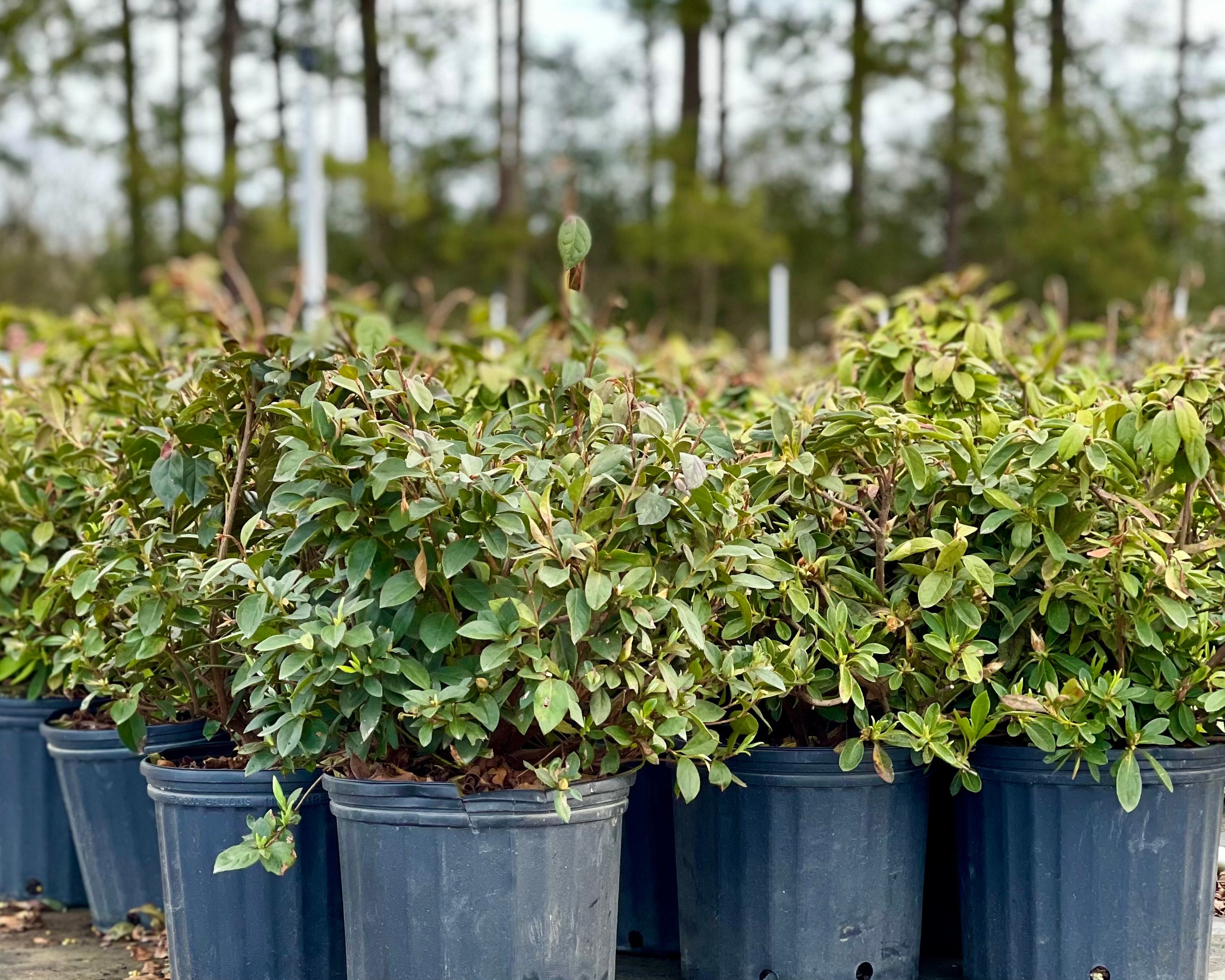 GG Gerbing Azalea Mrs GG Gerbing Pink GG Gerbing | Etsy