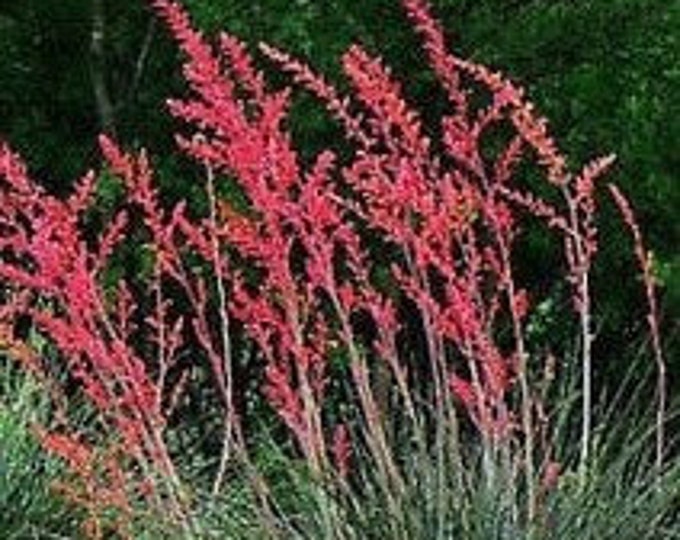 Hesperaloe Parviflora texas Red Yucca COLD HARDY Zone 5 - Etsy