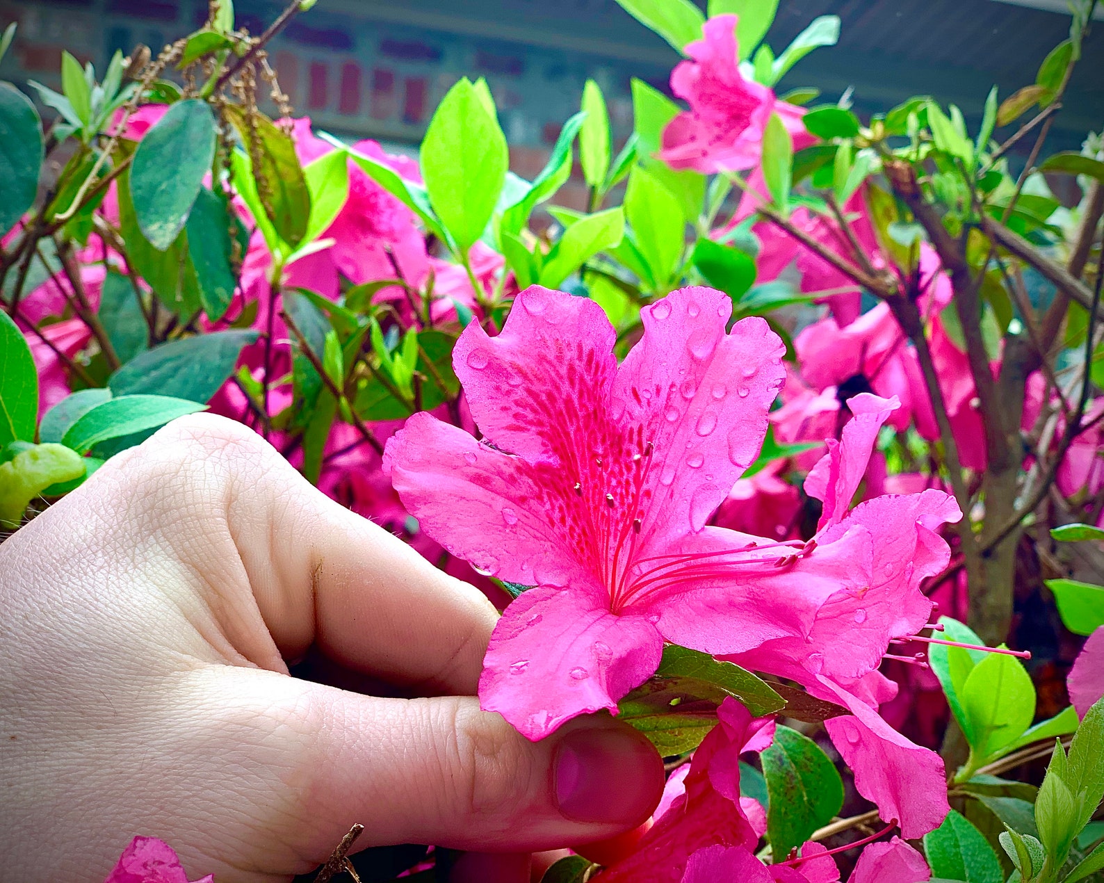 Pink Formosa Azalea Azalea Plant Pink Azalea Azalea Flower - Etsy