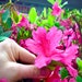 Pink Formosa Azalea, Azalea Plant, Pink Azalea, Azalea Flower, Live ...