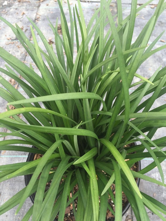 Super Blue Liriope Size