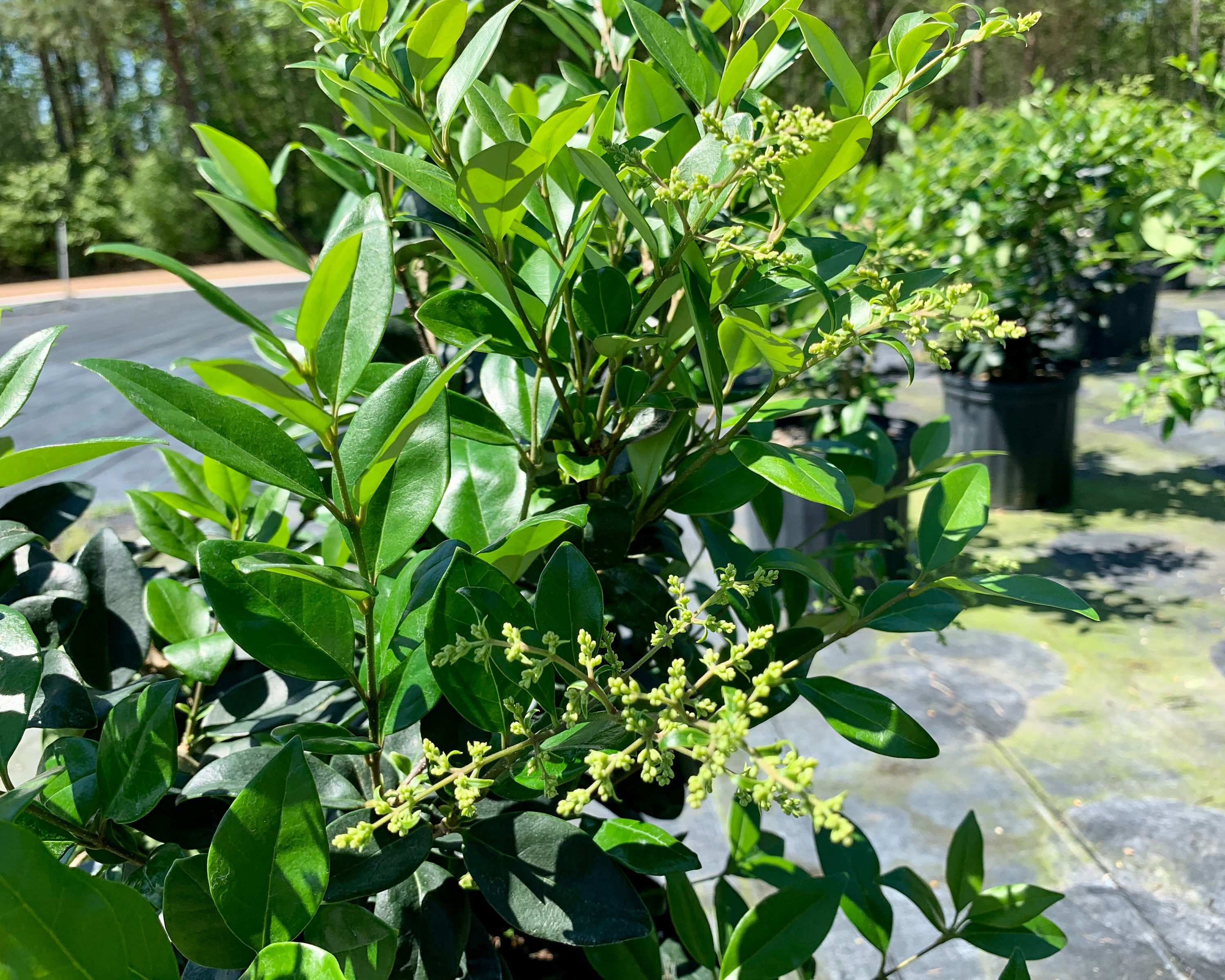 Japanese Ligustrum Tree
