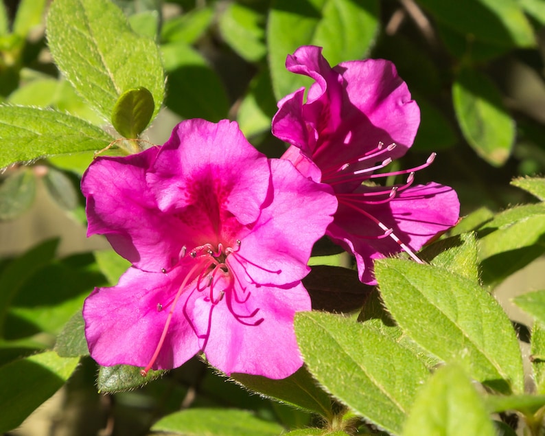 Lavender Formosa Azalea Azalea Plant Azalea Bush Purple - Etsy
