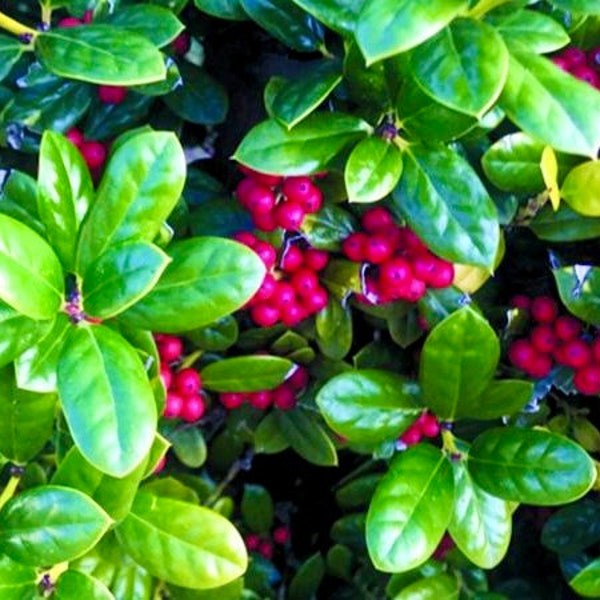 Dwarf Holly Plants - Etsy