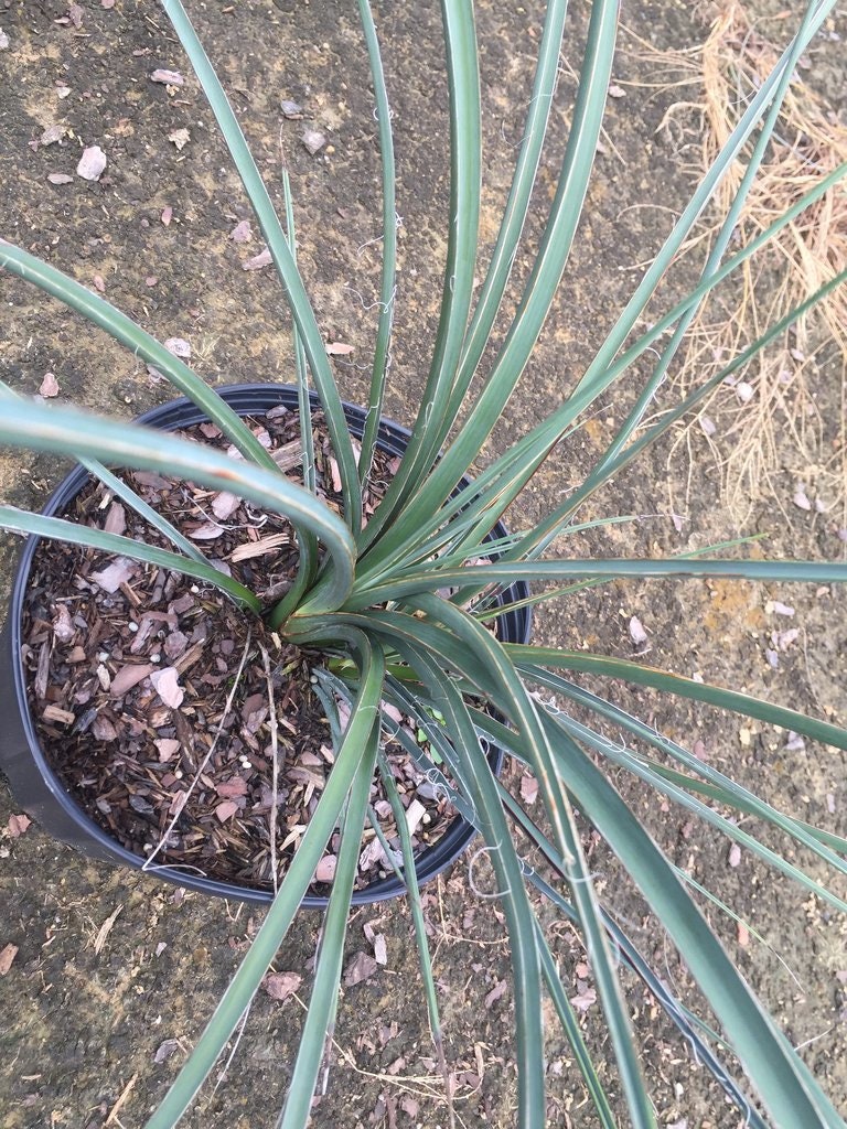 Red Yucca, Red Yucca Plant, Drought Resistant Plant, Desert Plant ...