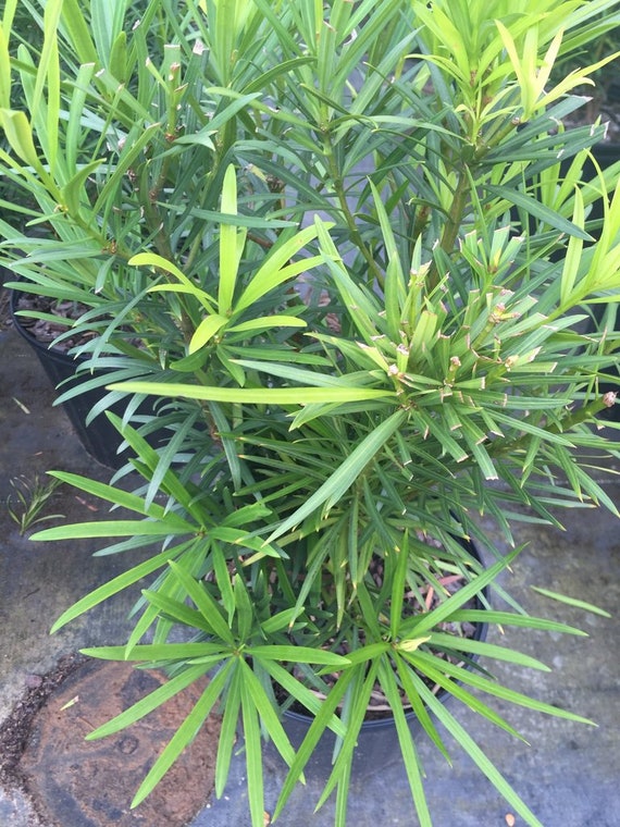 Japanese Yew Maki Podocarpus Macrophyllus Etsy Buy Maki Upright