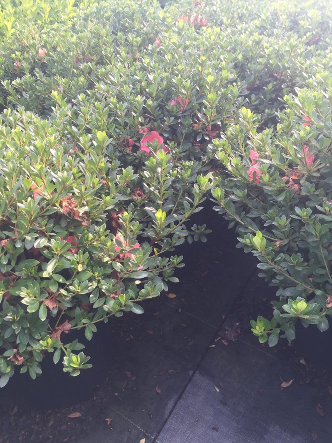 Conversation Piece Azalea Azalea Plant Reblooming Azalea | Etsy