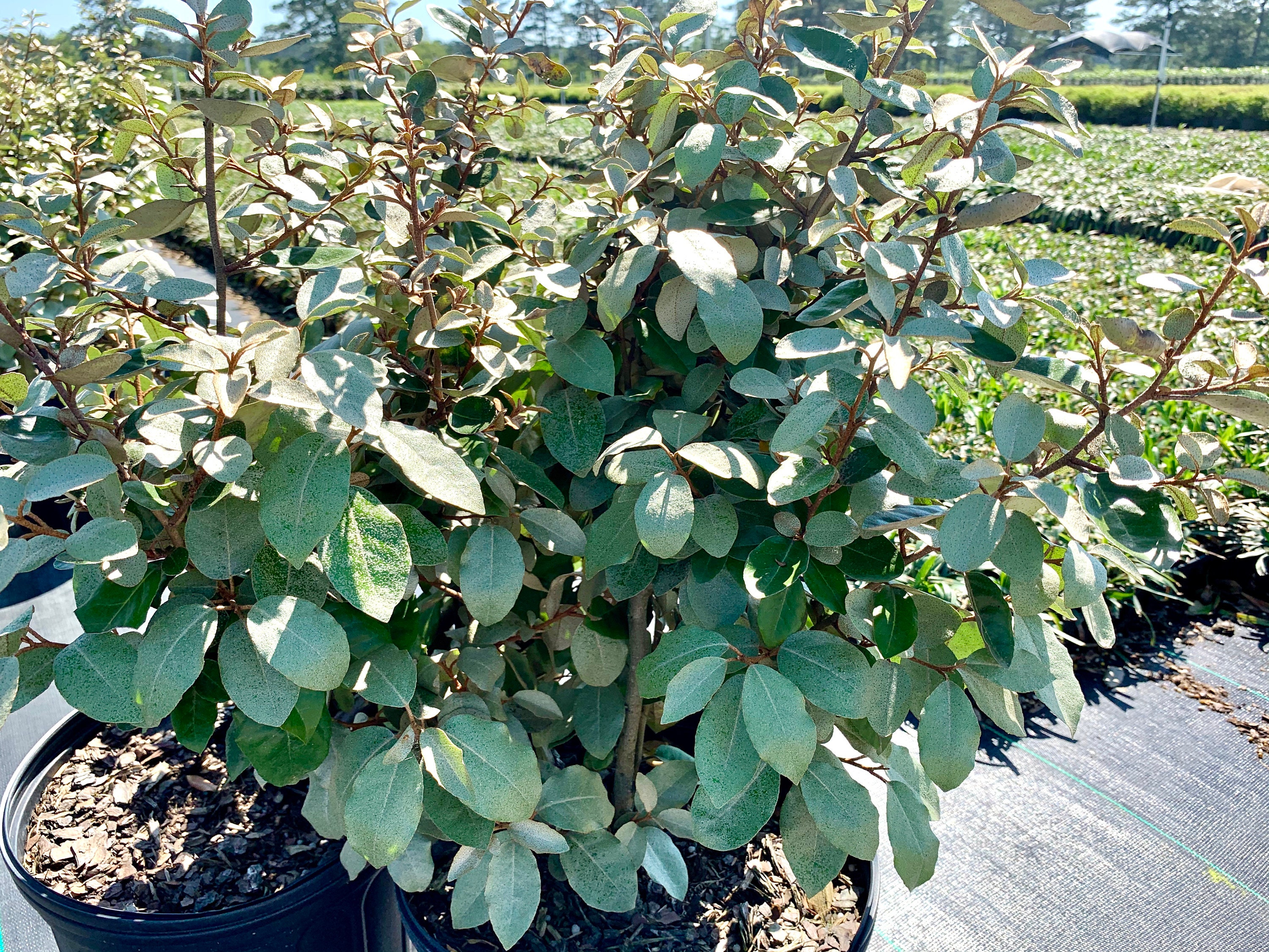 Eleagnus Fruitlandii, Eleagnus Shrubs, Silver Leaf Plant, Hardy Plants ...