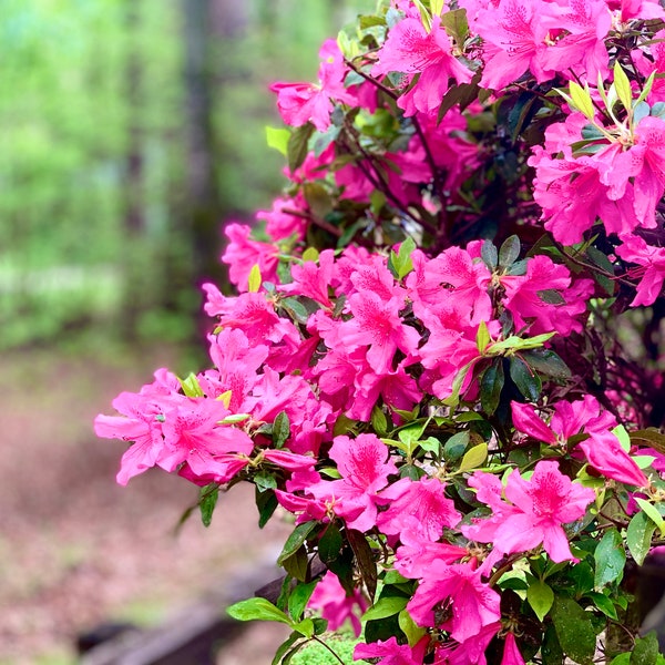 Azalea - Etsy