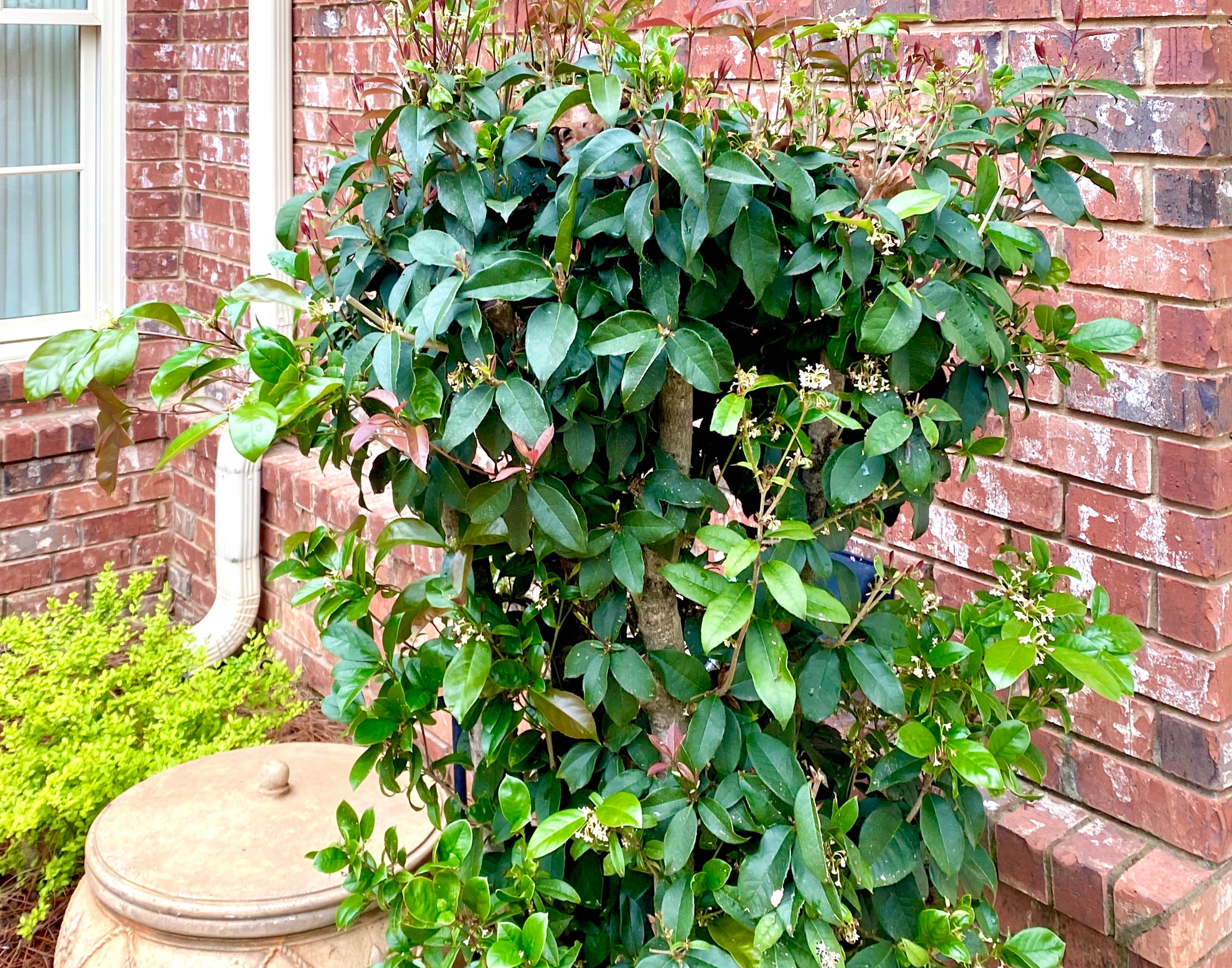 Sweet Olive Plant Osmanthus Frgrans Osmanthus Plant - Etsy