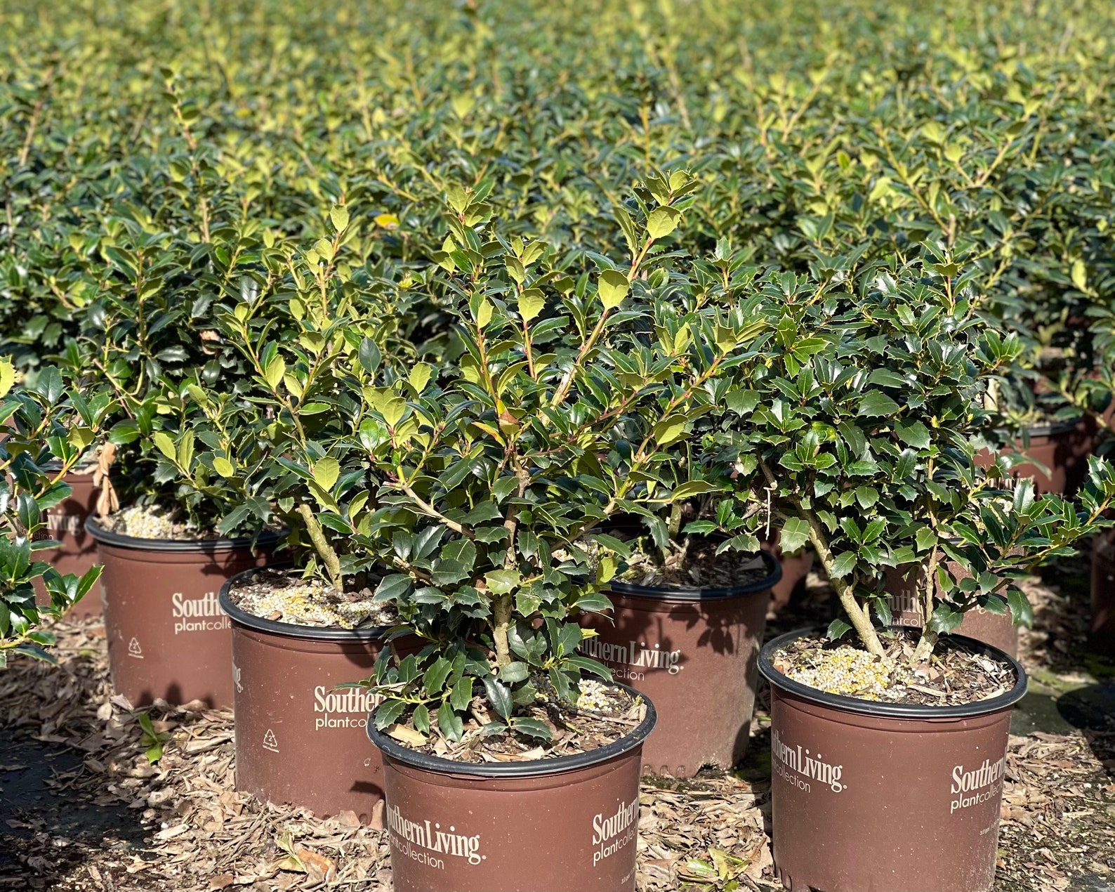 Oakland Holly, Hedge Plants, Southern Living Plants, Evergreen Holly ...