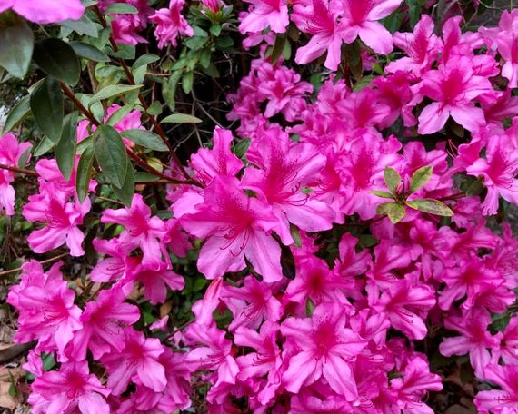 Judge Solomon Azalea Azalea Live Plant Pink Azalea - Etsy