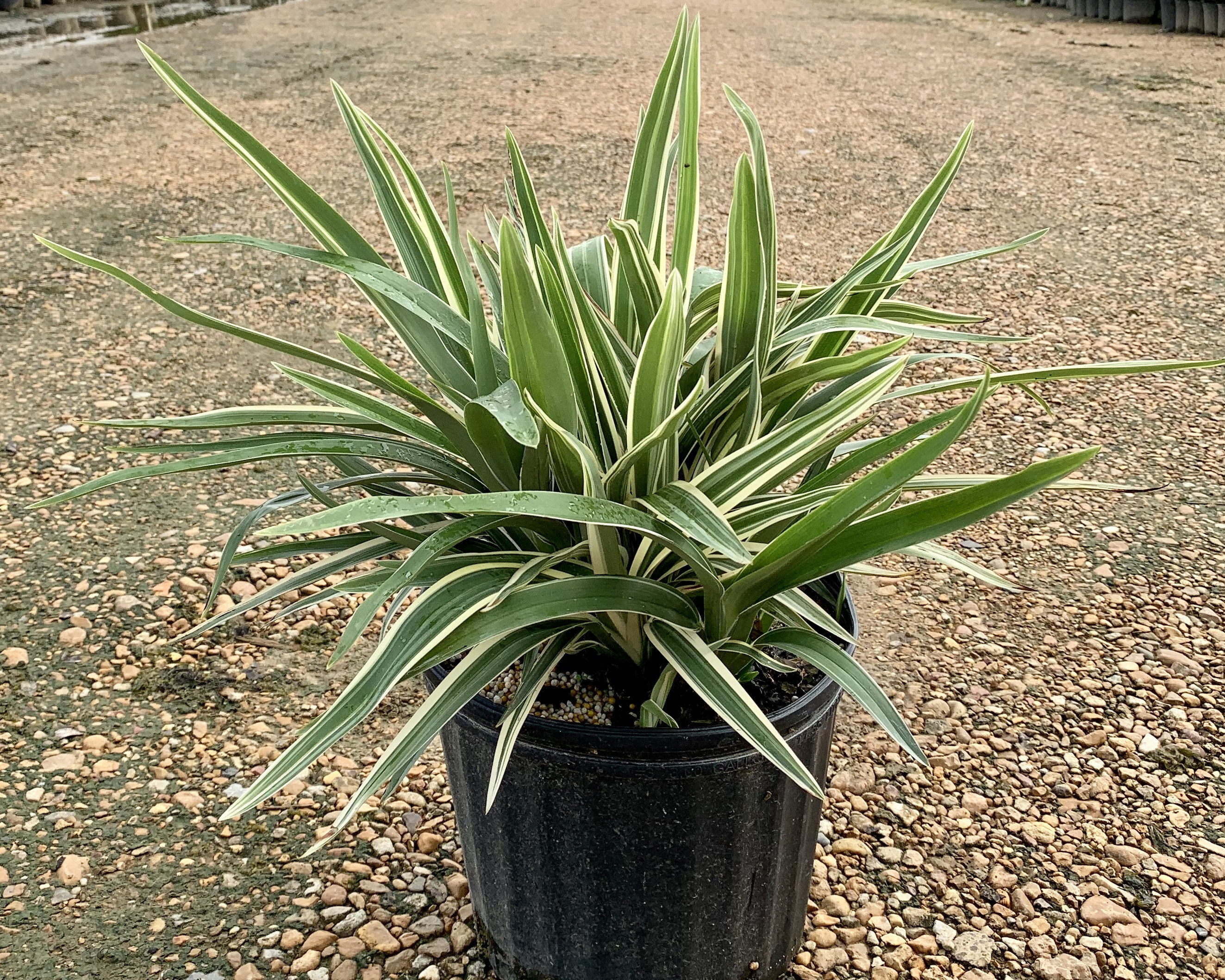 Dianella Tasmanica Variegata 1 Gallon and 3 Gallon | Etsy