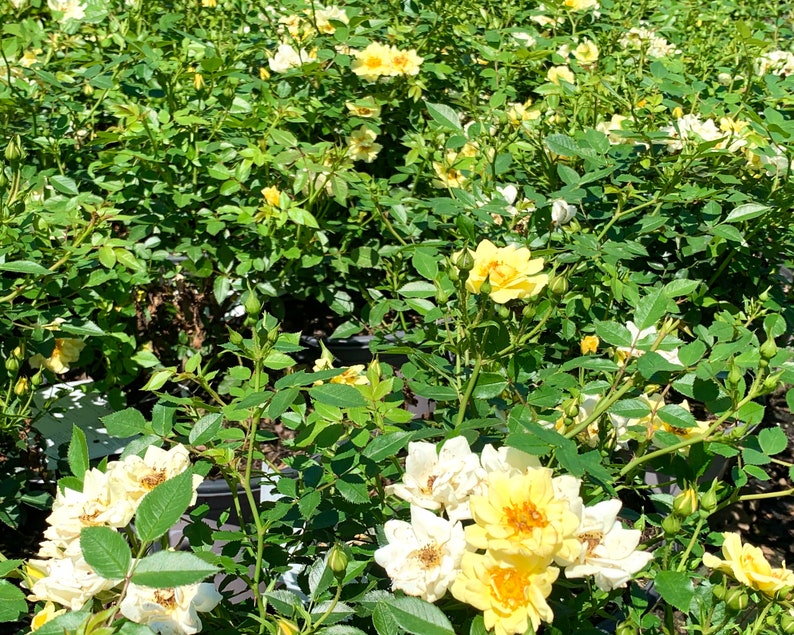 Lemon Drift Rose - Etsy