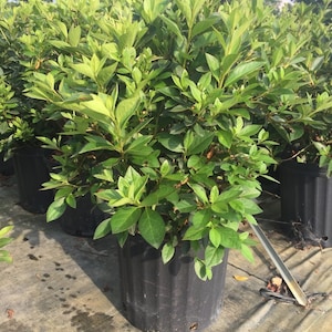 Pink Formosa Azalea, Azalea Plant, Pink Azalea, Azalea Flower, Live ...