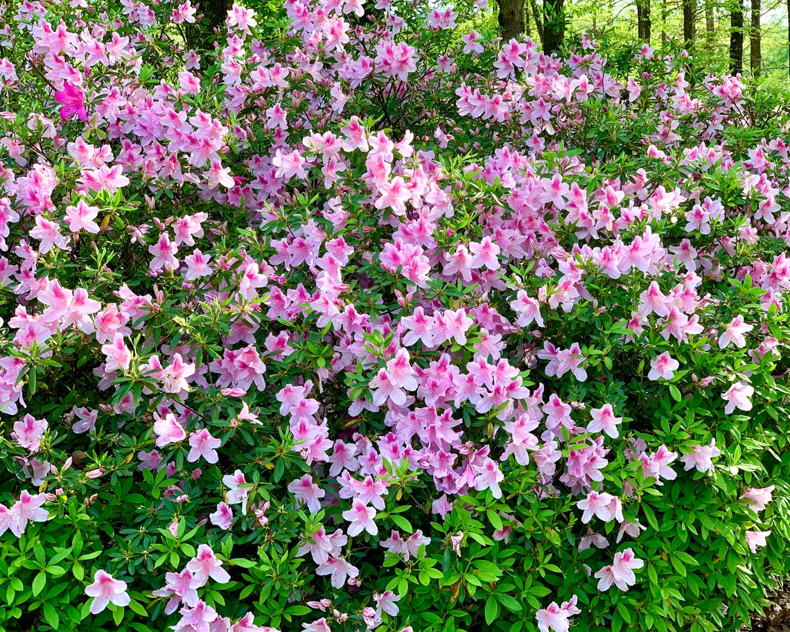 Buy George Tabor Azalea Azalea Azalea Plant Evergreen Hedge Online in ...