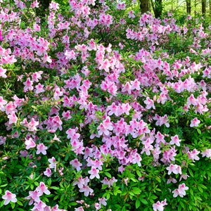 George Tabor Azalea, Azalea, Azalea Plant, Evergreen Hedge, Evergreen ...