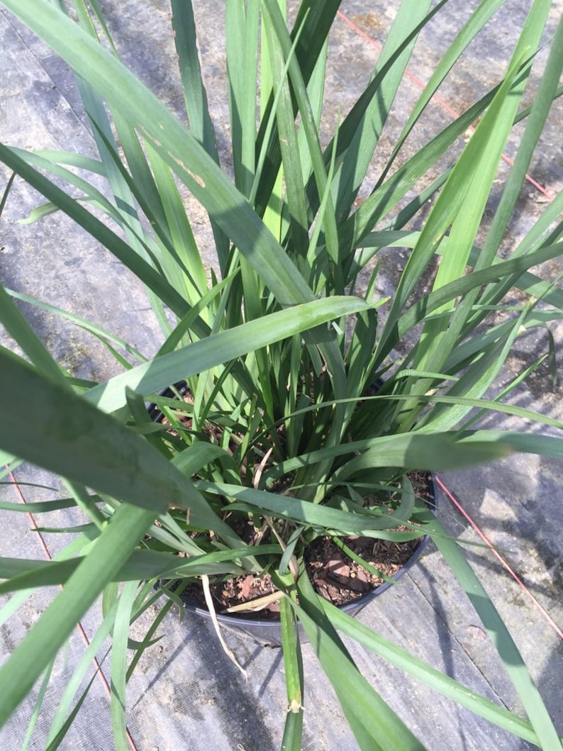 Butterfly Iris, Dietes Grandiflora - Etsy