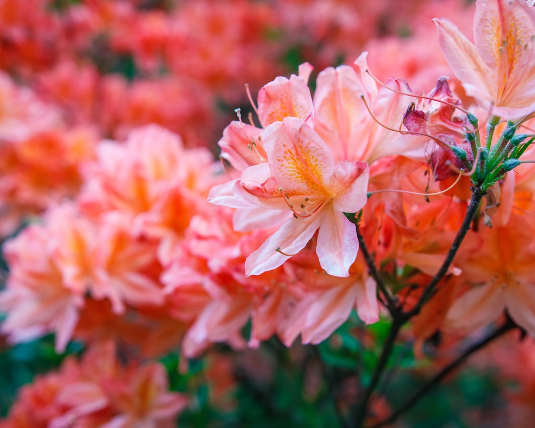 Fashion Azalea Plant, Fasion Azalea Bush - Etsy
