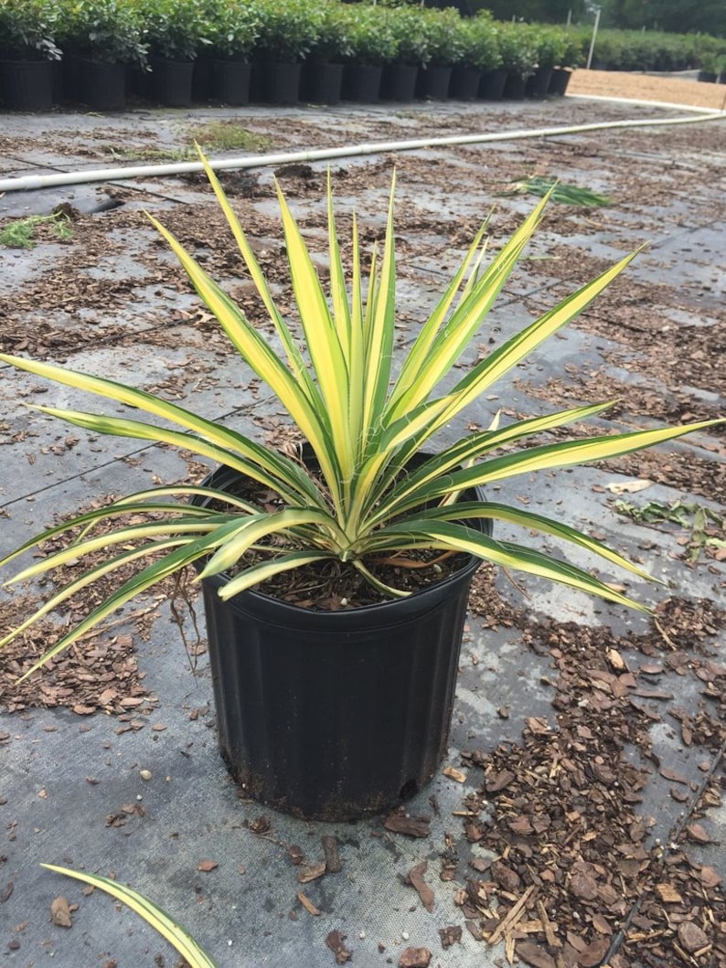 Yucca Plant Color Guard Yucca Yucca Plant Live Fragrant | Etsy