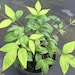 Firepower Nandina, Nandina Plant, Nandina Shrub, Evergreen Shrubs, Red ...