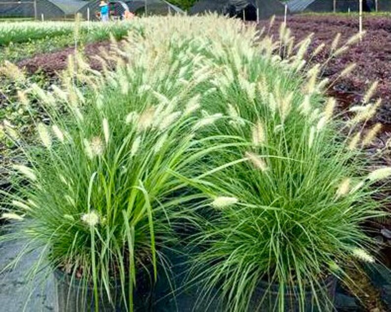 Dwarf Hameln Dwarf Hameln Grass Dwarf Hamlin Dwarf Hamlen - Etsy