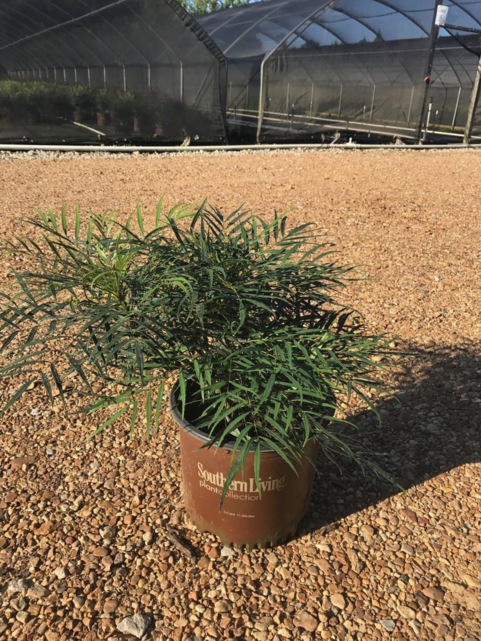 Soft Caress Mahonia, Mahonia Aquifolium, Mahonia Plant, Dwarf Plants ...