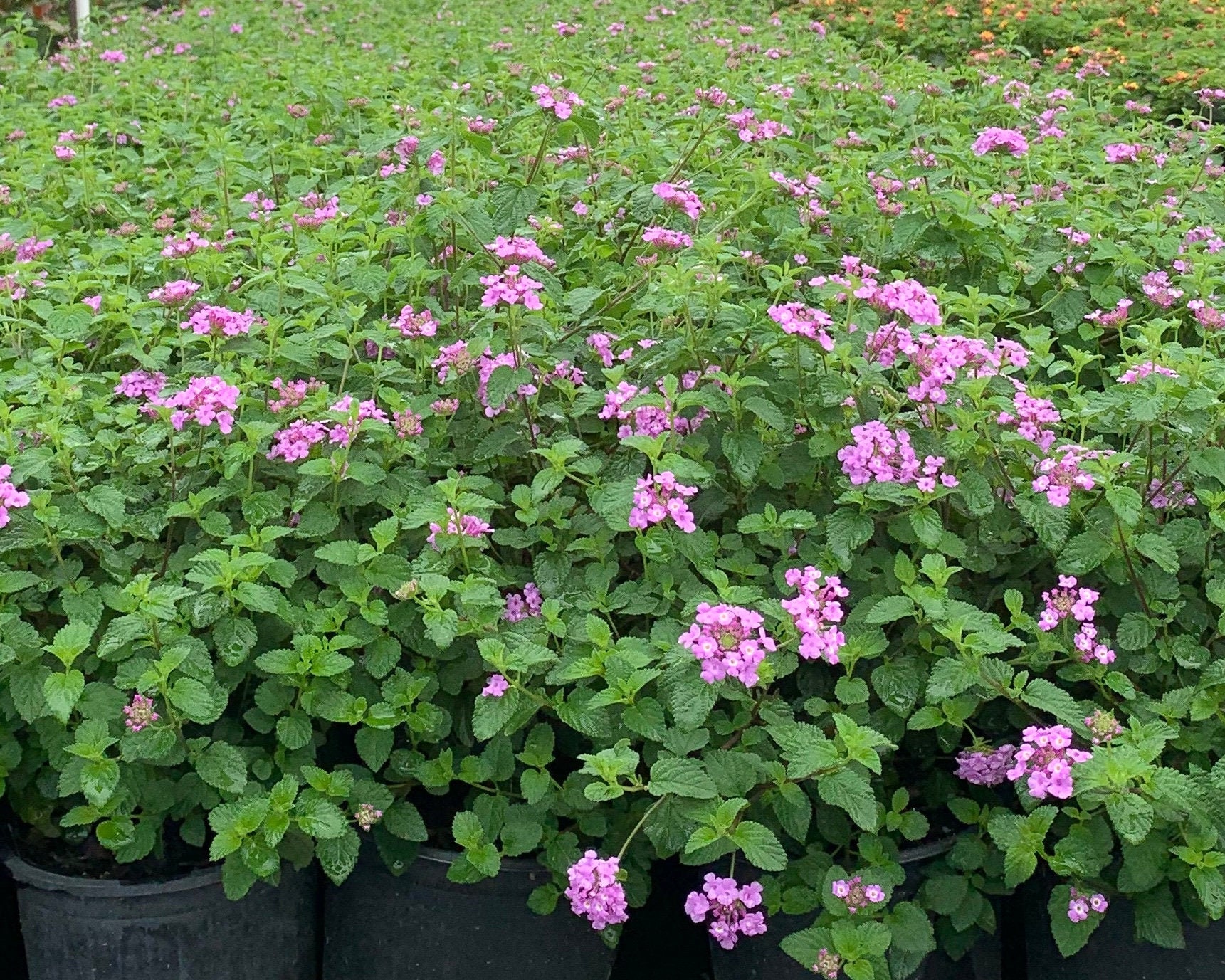 Craft Supplies & Tools Purple Lantana Live Plant Home & Hobby Floral ...