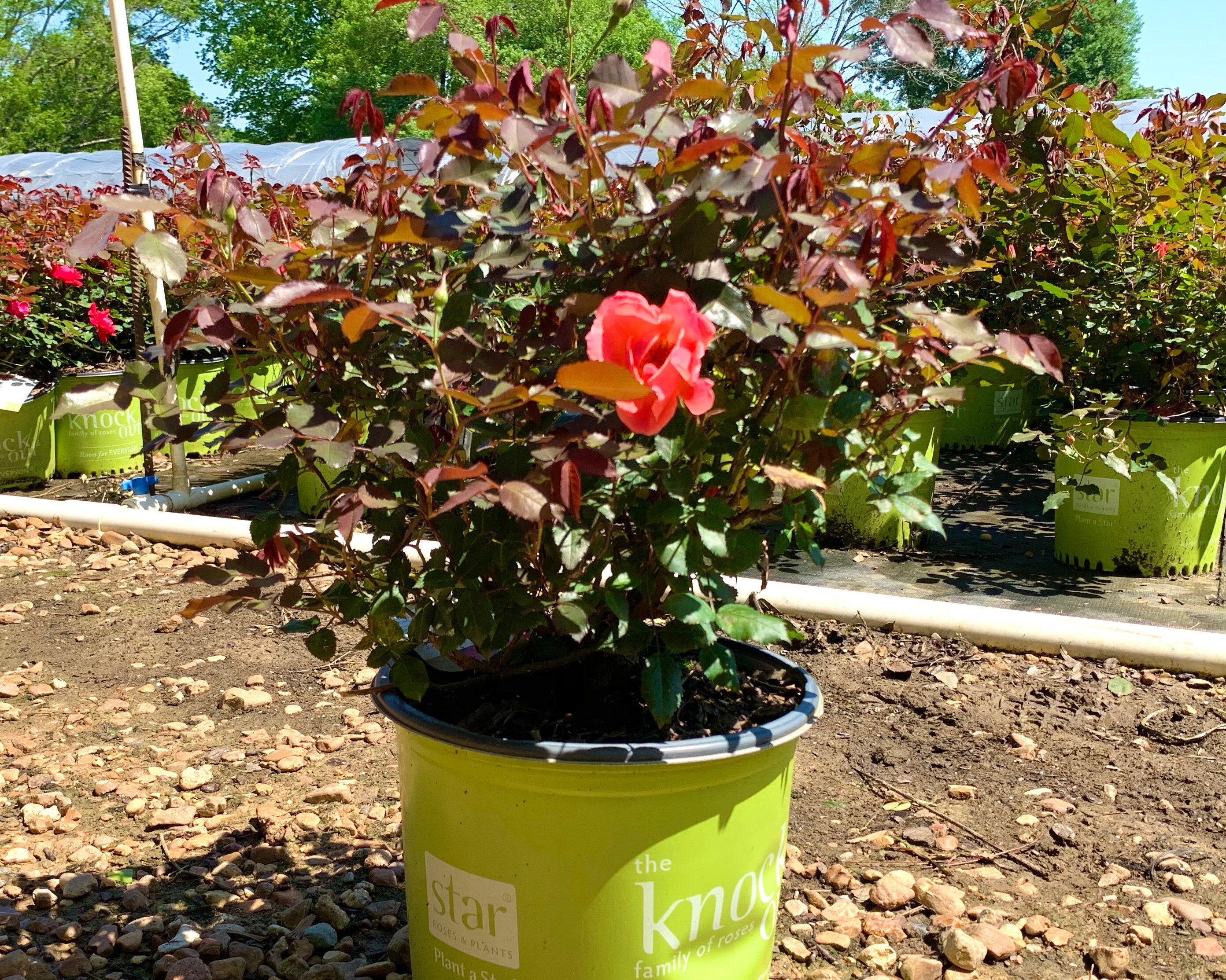 Coral Knockout Rose Rose Bush Knockout Rose Rose Bushes - Etsy