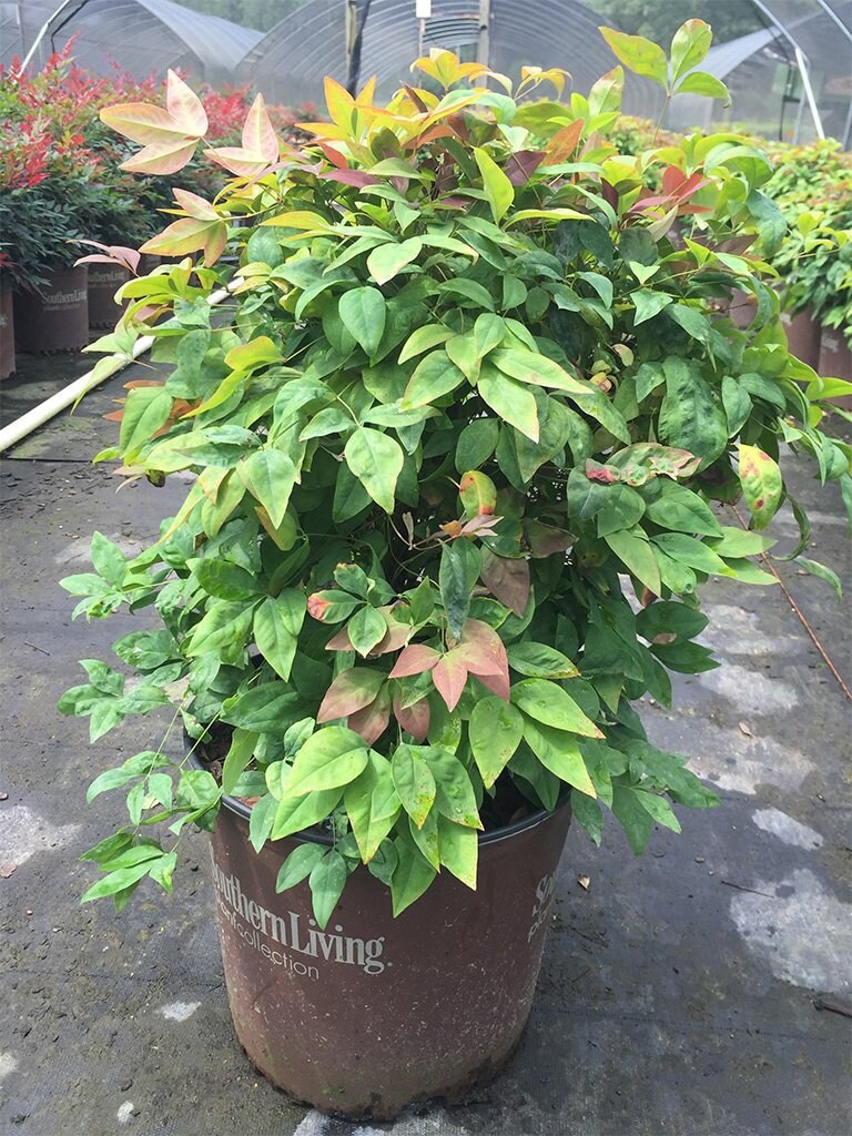 Blush Pink Nandina, Nandian Plant, Nandina, Nandina Shrub, Container ...