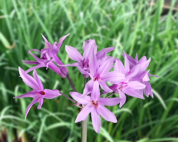 Lavender Lilies Society Garlic Plant, Lavender Flowers, Lily Plant,