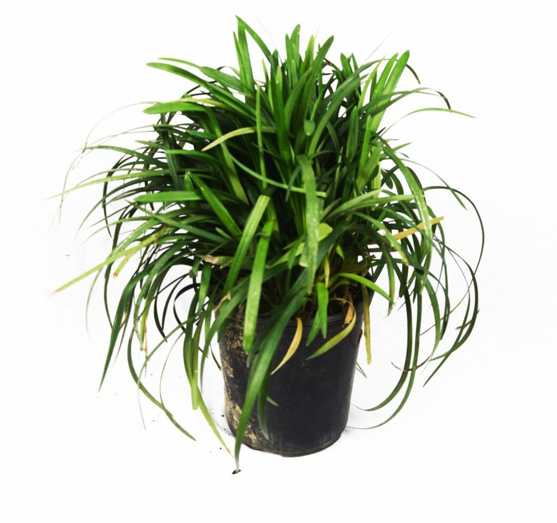 Super Blue Liriope, Liriope Super Blue - Etsy