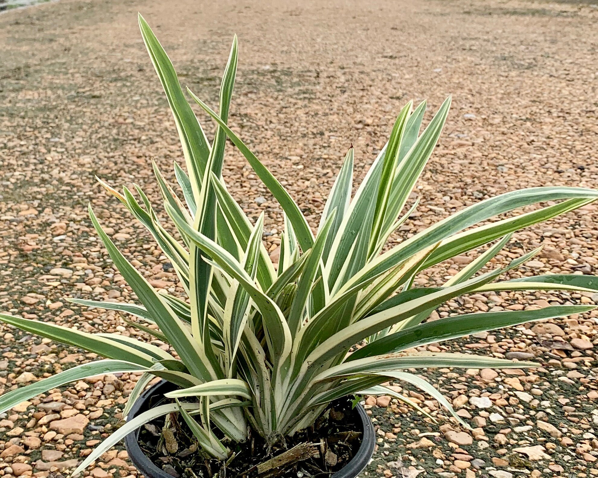 Dianella Tasmanica Variegata 1 Gallon and 3 Gallon | Etsy