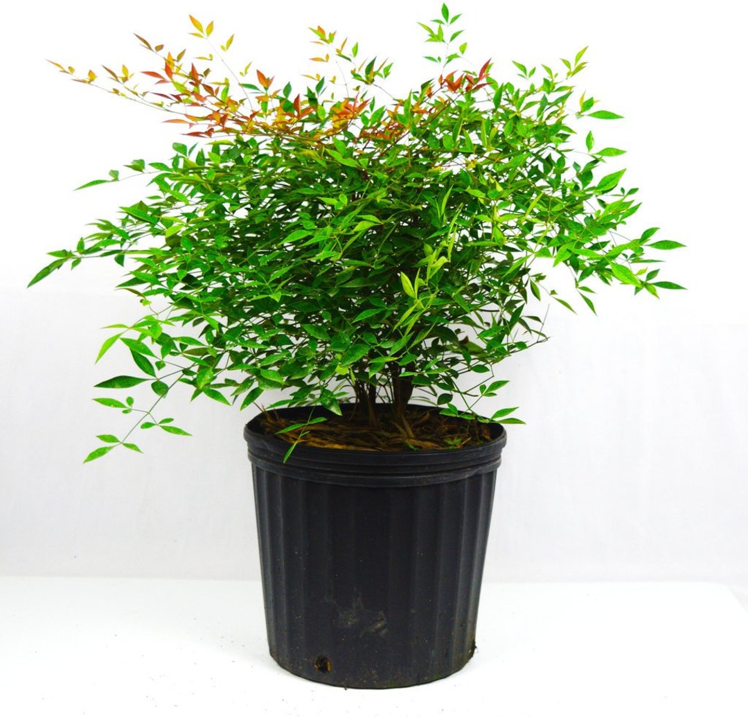 Compacta Nandina, Nandina Plant - Etsy
