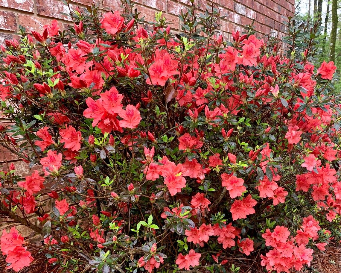 Fashion Azalea Plant, Fasion Azalea Bush - Etsy